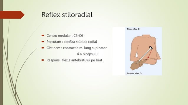 Reflexele osteotendinoase.pptx