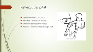 Reflexele osteotendinoase.pptx