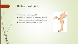 Reflexele osteotendinoase.pptx