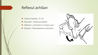 Reflexele osteotendinoase.pptx