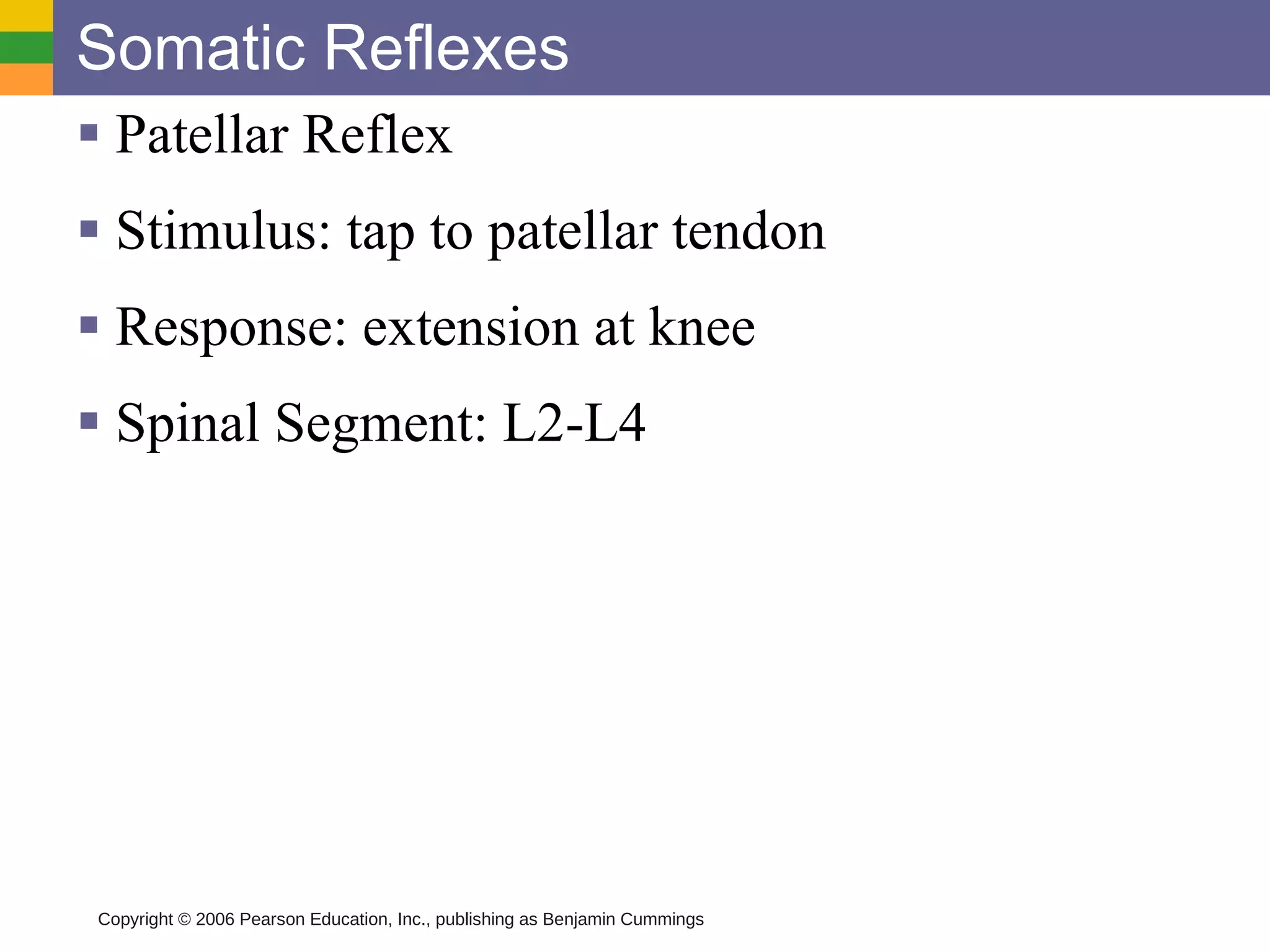 Reflexes, nervous system ppt | PPT