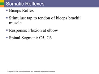 Reflexes, nervous system ppt | PPT