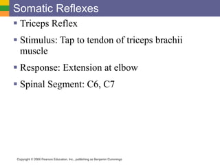 Reflexes, nervous system ppt | PPT