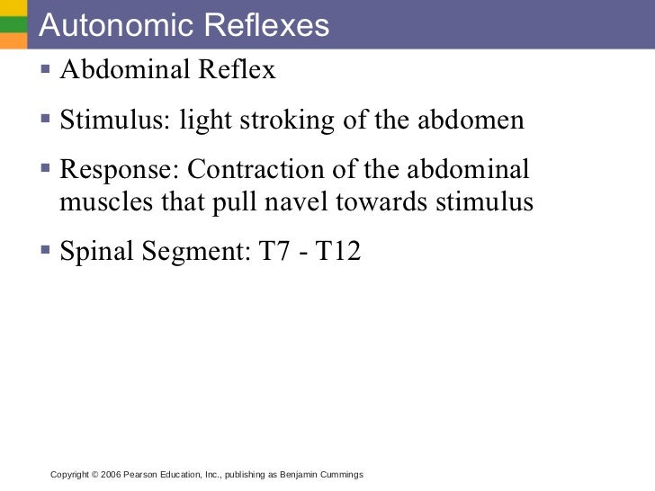 Reflexes, nervous system ppt