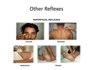 Scapular Reflex