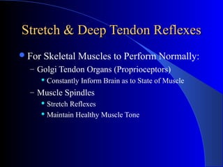 Reflexes | PPT