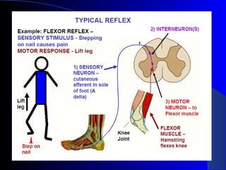 Achilles Reflex