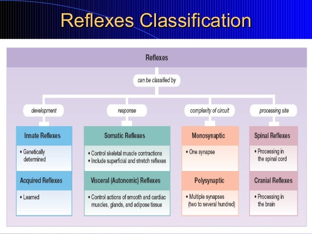 Reflexes