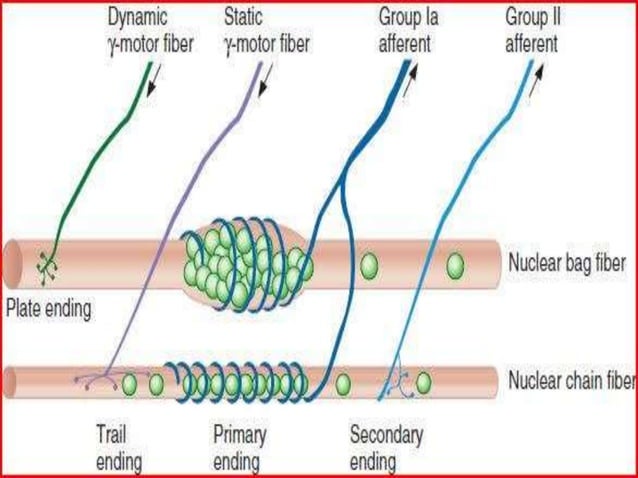 Reflexes - Superficial and Deep tendon reflexes | PPTX