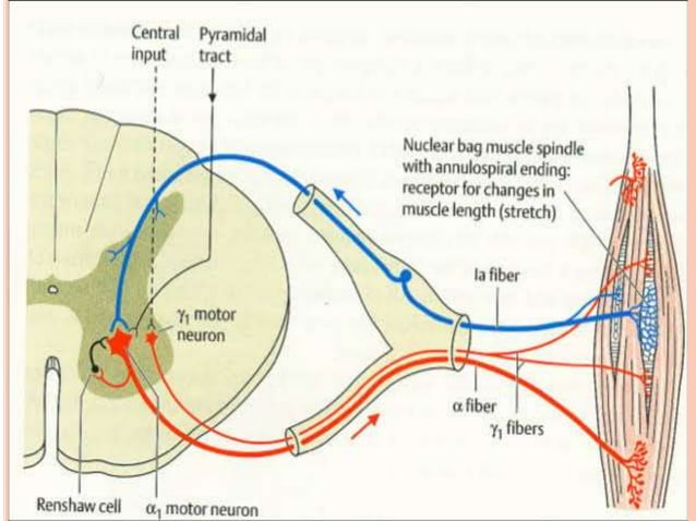 Reflexes - Superficial and Deep tendon reflexes | PPTX
