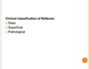 Reflexes - Superficial and Deep tendon reflexes | PPTX
