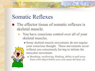 REFLEXES.ppt