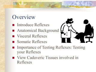 REFLEXES.ppt