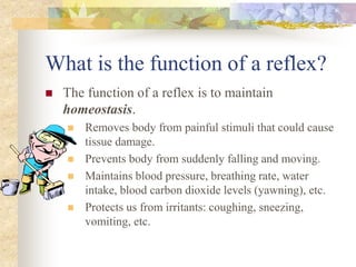 REFLEXES.ppt