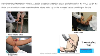 REFLEXES.pptx Presented by Dr. Kalptaru Roy | PPT