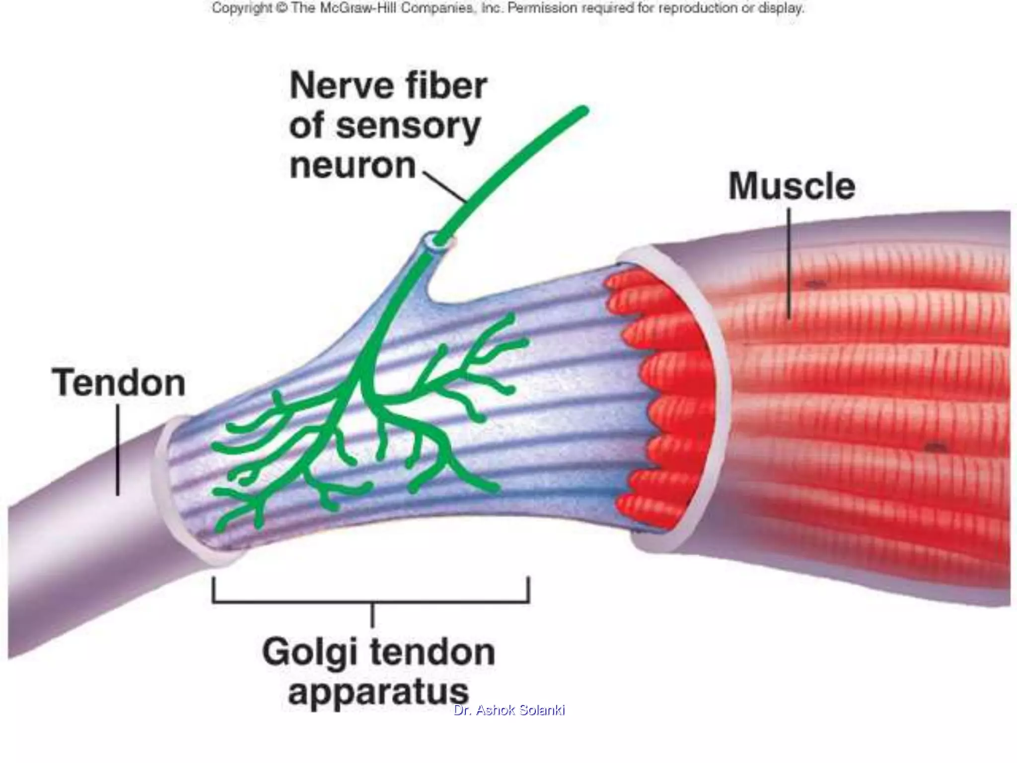 reflexes, clasifications, and functions. | PPTX