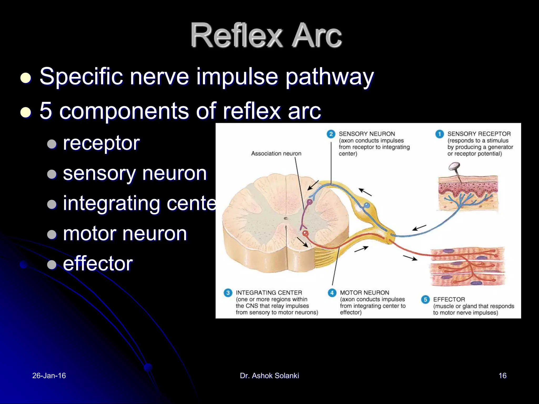 reflexes, clasifications, and functions. | PPTX