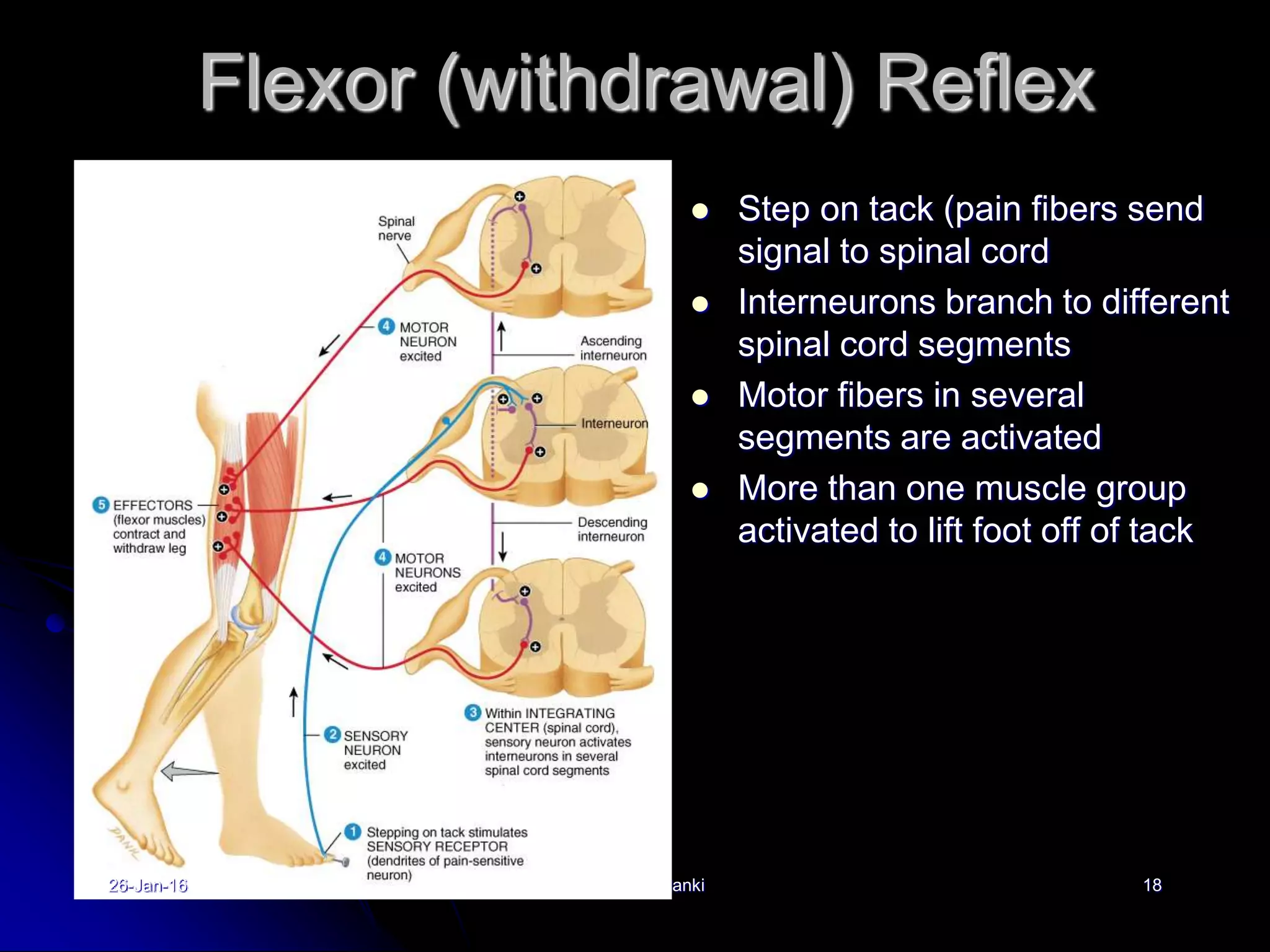 reflexes, clasifications, and functions. | PPTX
