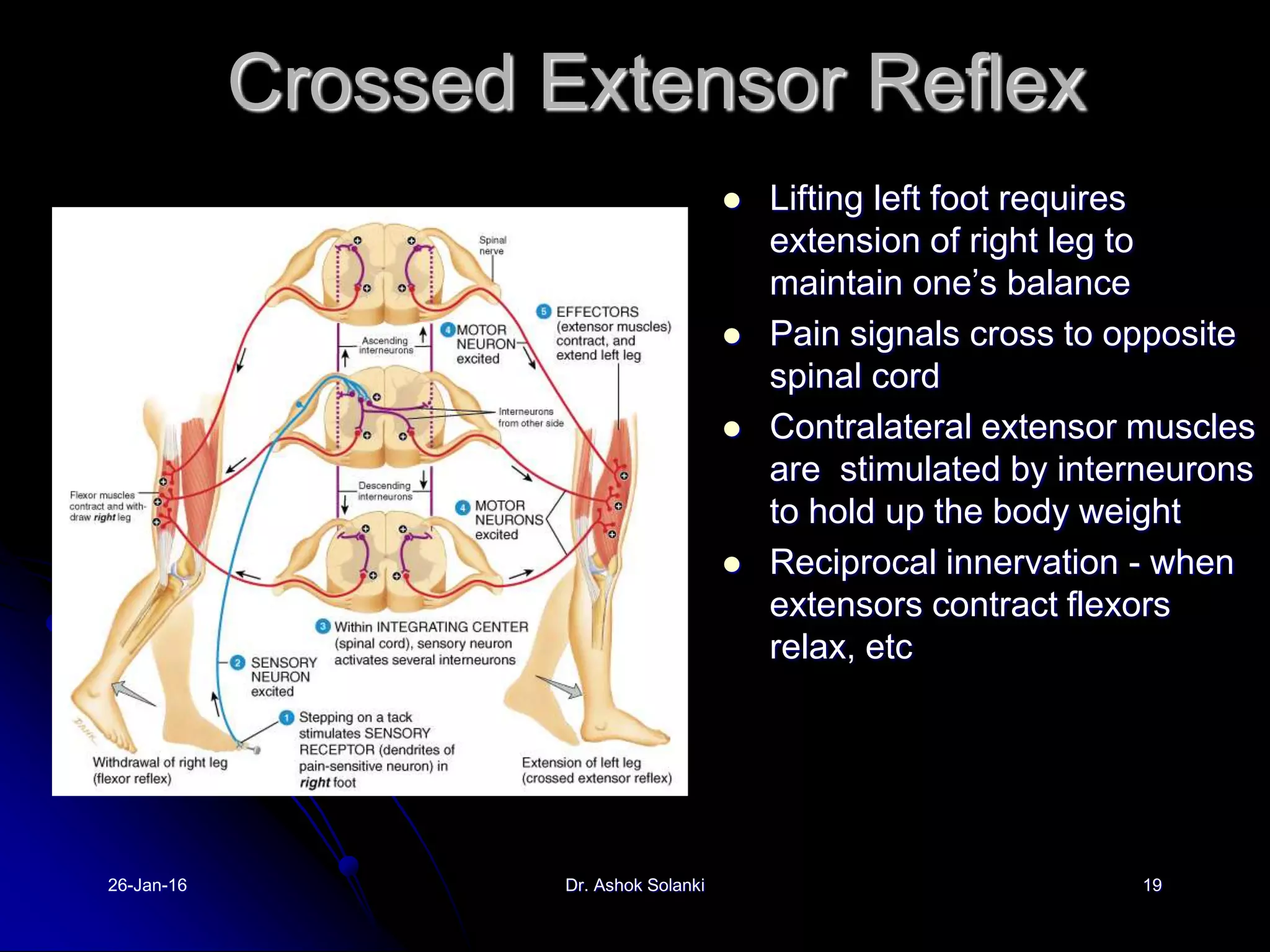 reflexes, clasifications, and functions. | PPTX