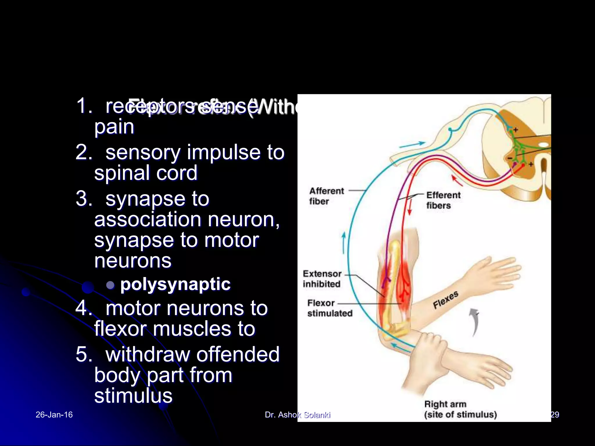 reflexes, clasifications, and functions. | PPTX