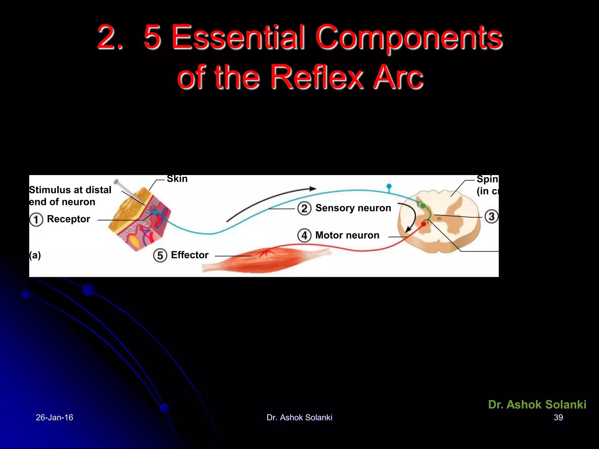 reflexes, clasifications, and functions. | PPTX