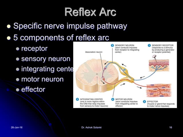 reflexes, clasifications, and functions. | PPTX