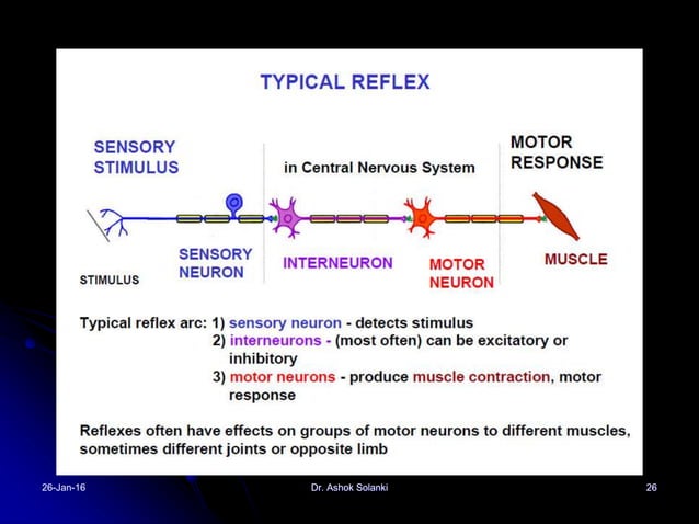 reflexes, clasifications, and functions. | PPTX