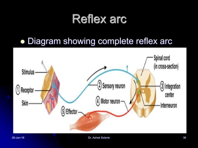 reflexes, clasifications, and functions. | PPTX