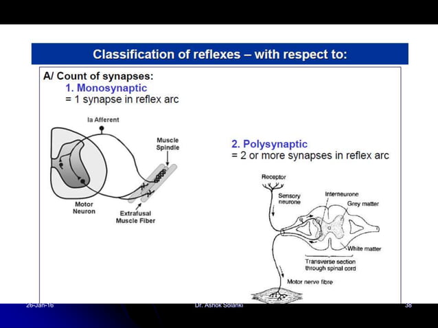 reflexes, clasifications, and functions. | PPTX