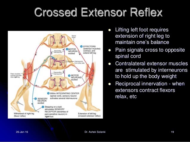 reflexes, clasifications, and functions.