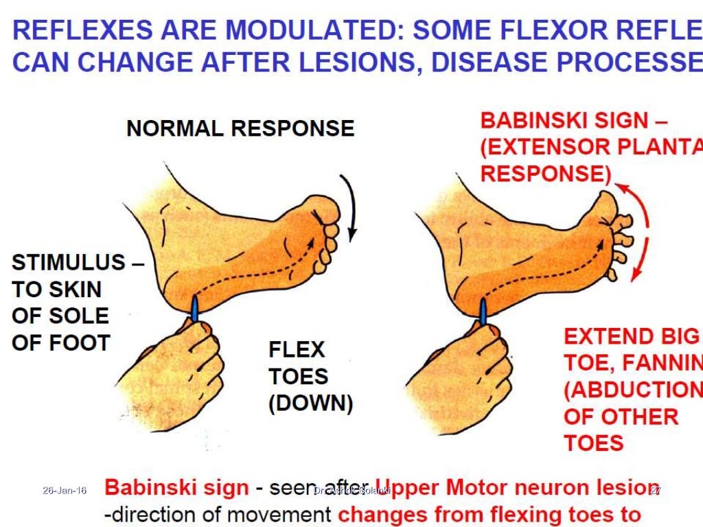 reflexes, clasifications, and functions.