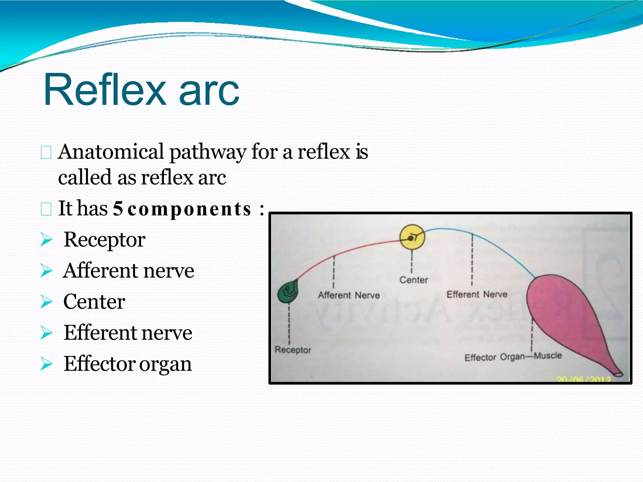 Reflexes-lec3.pptx