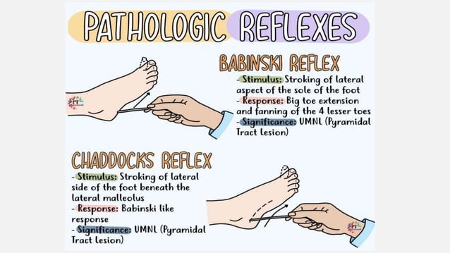 REFLEXES-PLP.pptx