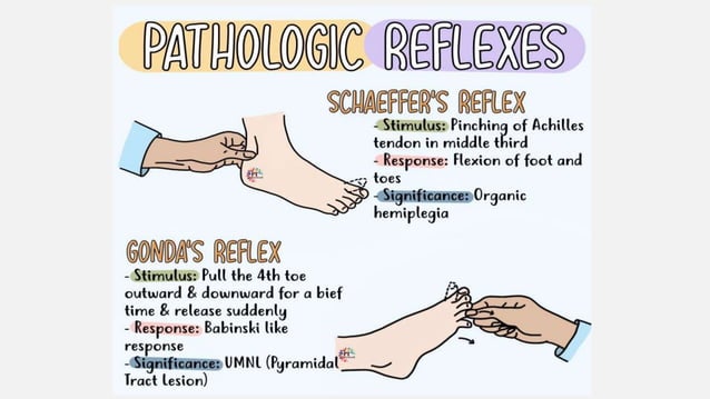 REFLEXES-PLP.pptx