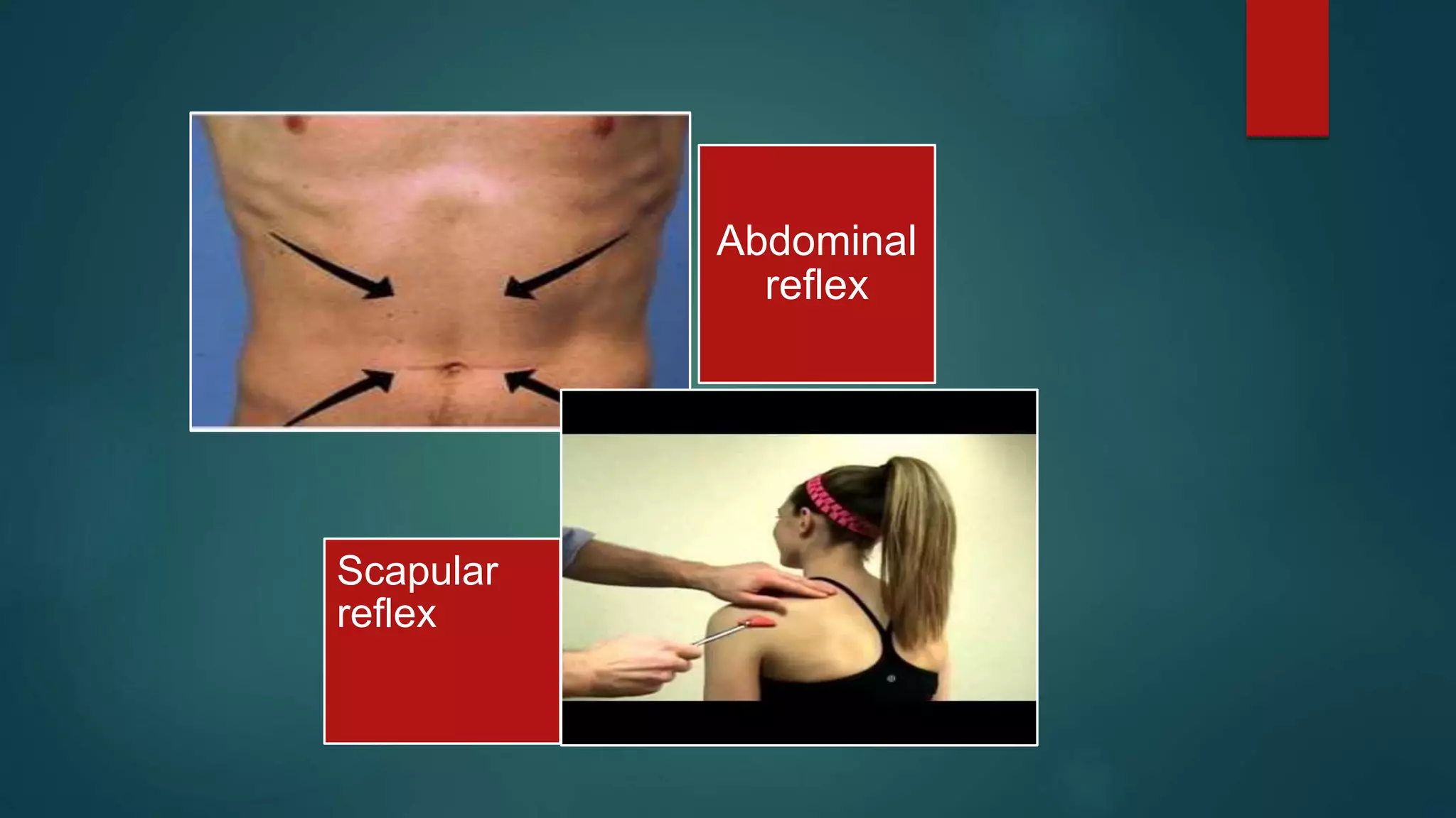 Reflexes and cranial nerves | PPTX