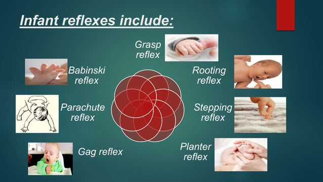 Reflexes and cranial nerves | PPTX | Brain and Nervous System Disorders ...