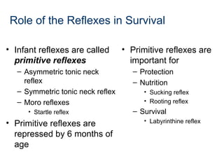 Reflexes and Stereotypies occupational therapy web.ppt
