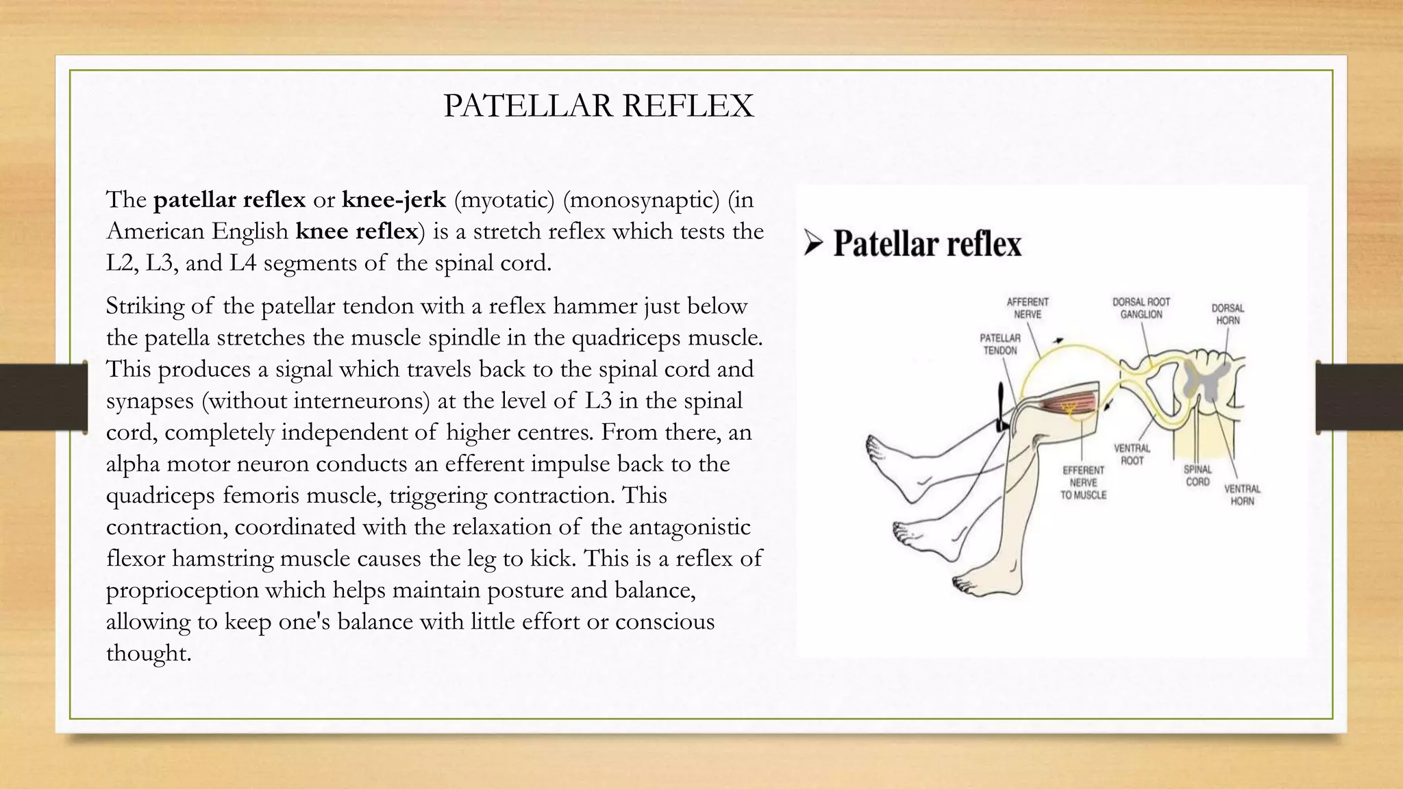 Reflexes | PPTX