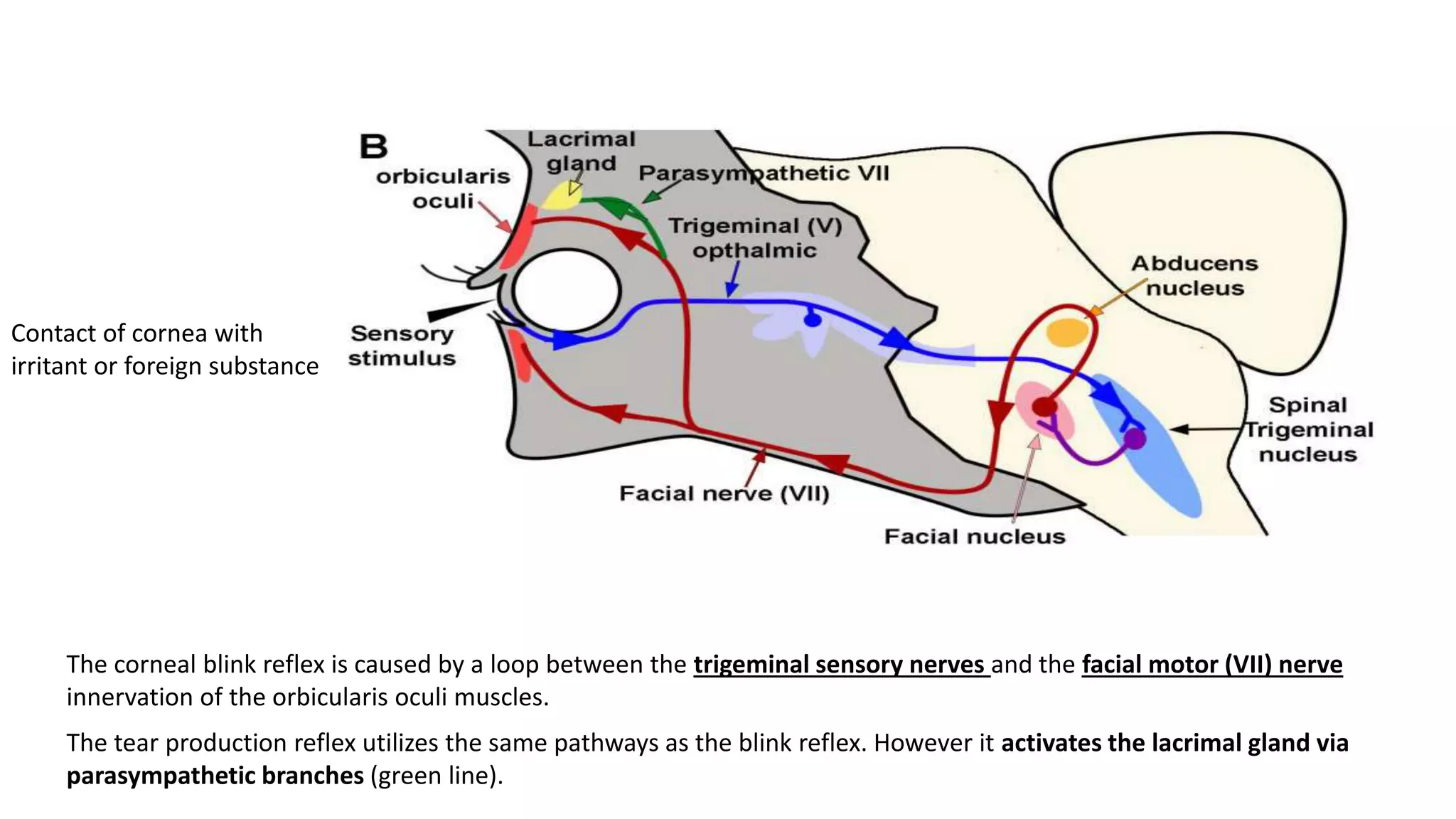 Ocular Reflexes- Oculocardiac reflex, Corneal reflex, Accomodation ...