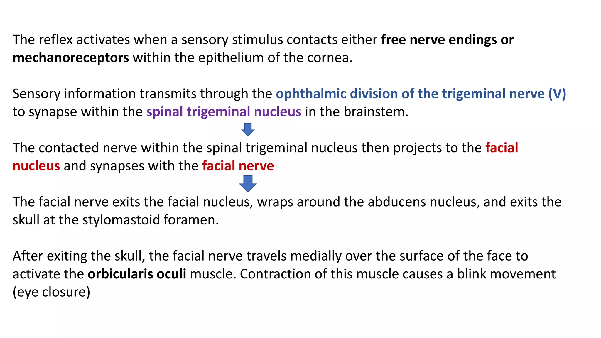 Ocular Reflexes- Oculocardiac reflex, Corneal reflex, Accomodation ...