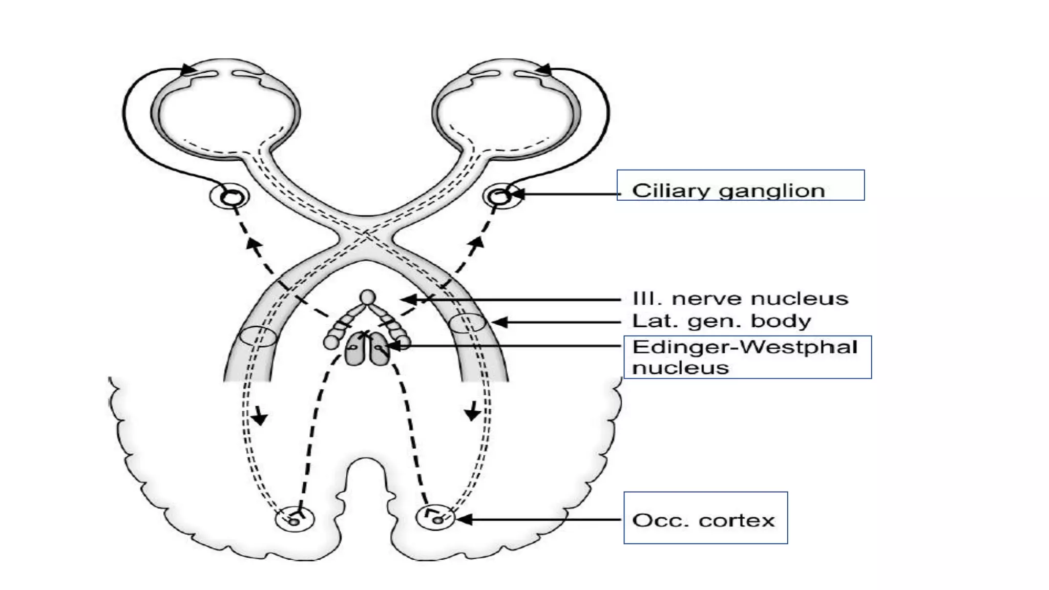 Ocular Reflexes- Oculocardiac reflex, Corneal reflex, Accomodation ...