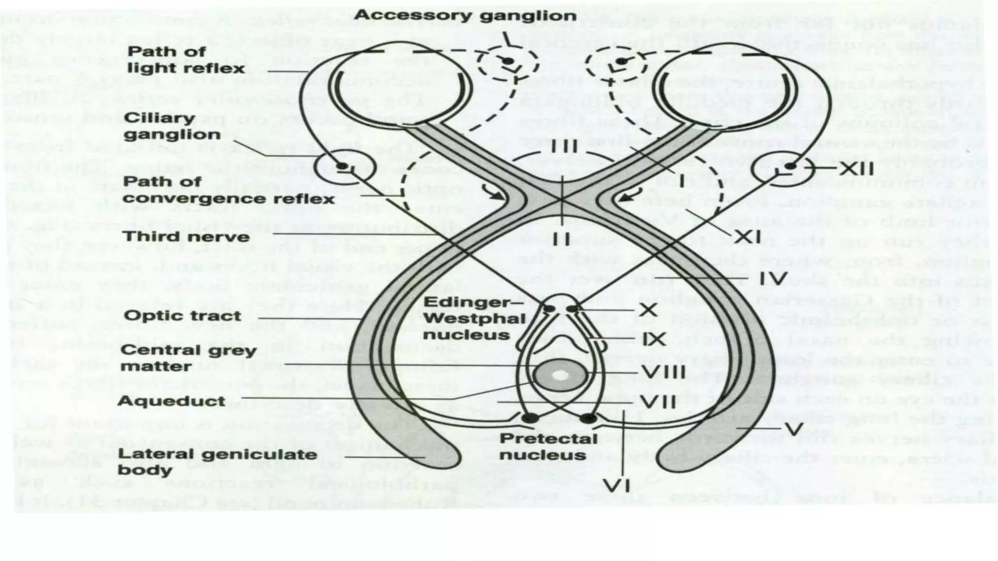 Ocular Reflexes- Oculocardiac reflex, Corneal reflex, Accomodation ...