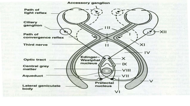 Ocular Reflexes- Oculocardiac reflex, Corneal reflex, Accomodation ...