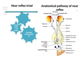 The ocular reflexes in ophthalmology.pptx