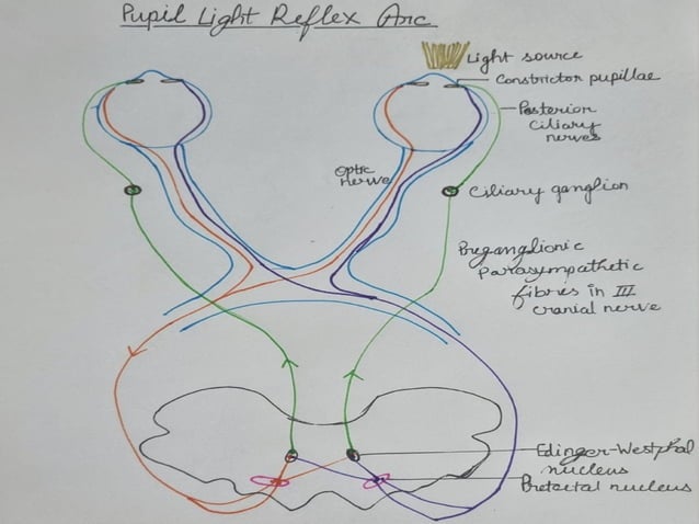 The ocular reflexes in ophthalmology.pptx