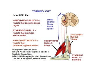 Reflexes | PPTX