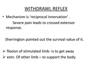 Reflexes | PPTX