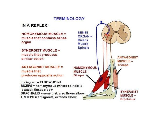 reflexes ppt.pptx | Free Download