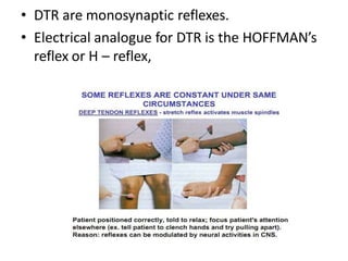 reflexes ppt.pptx