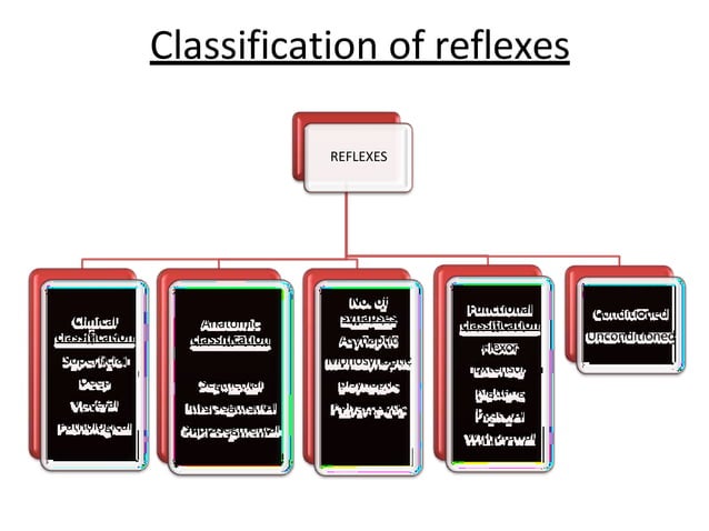 reflexes ppt.pptx
